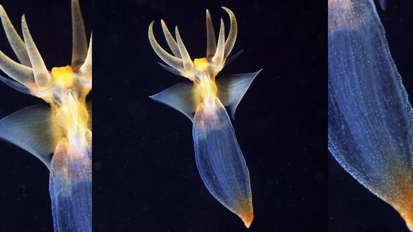 (Video)Así es el "Ángel de Mar": Un Depredador con Movimientos Elegantes