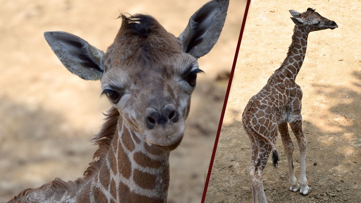 Nace jirafa bebé en el zoológico de Chapultepec - 24 Morelos