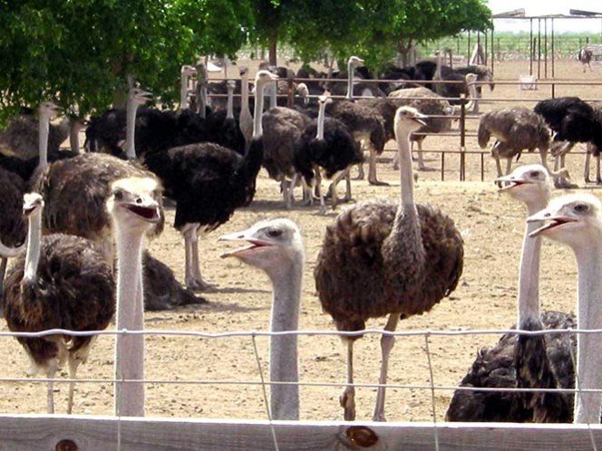 Hombre libera animales de un zoológico de Tijuana - 24 Morelos