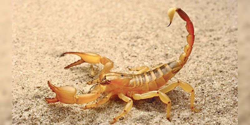 Se registran 3 mil 694 picaduras de alacrán - 24 Morelos