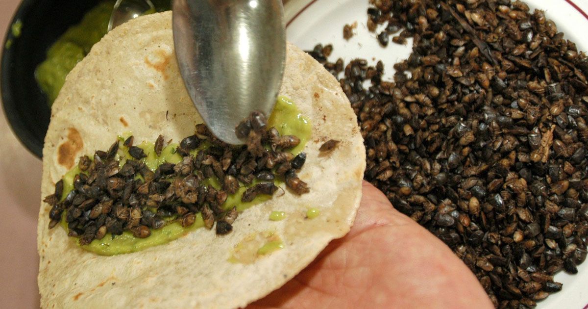 Los beneficios de comer jumiles - 24 Morelos