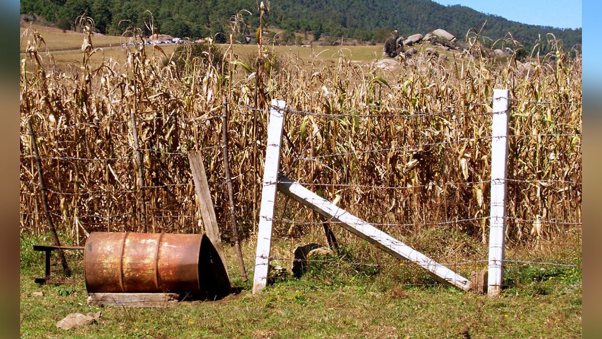 En quiebra campesinos de Temoac por falta de lluvia - 24 Morelos