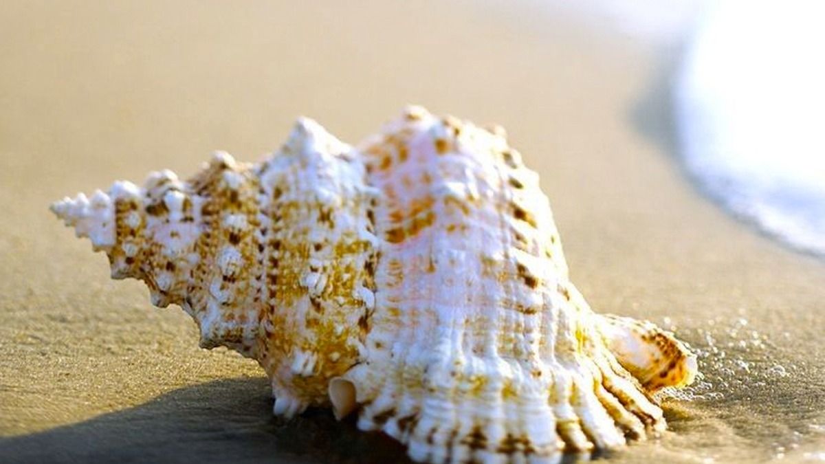 ¿Realmente se puede oír el mar por las caracolas? - 24 Morelos