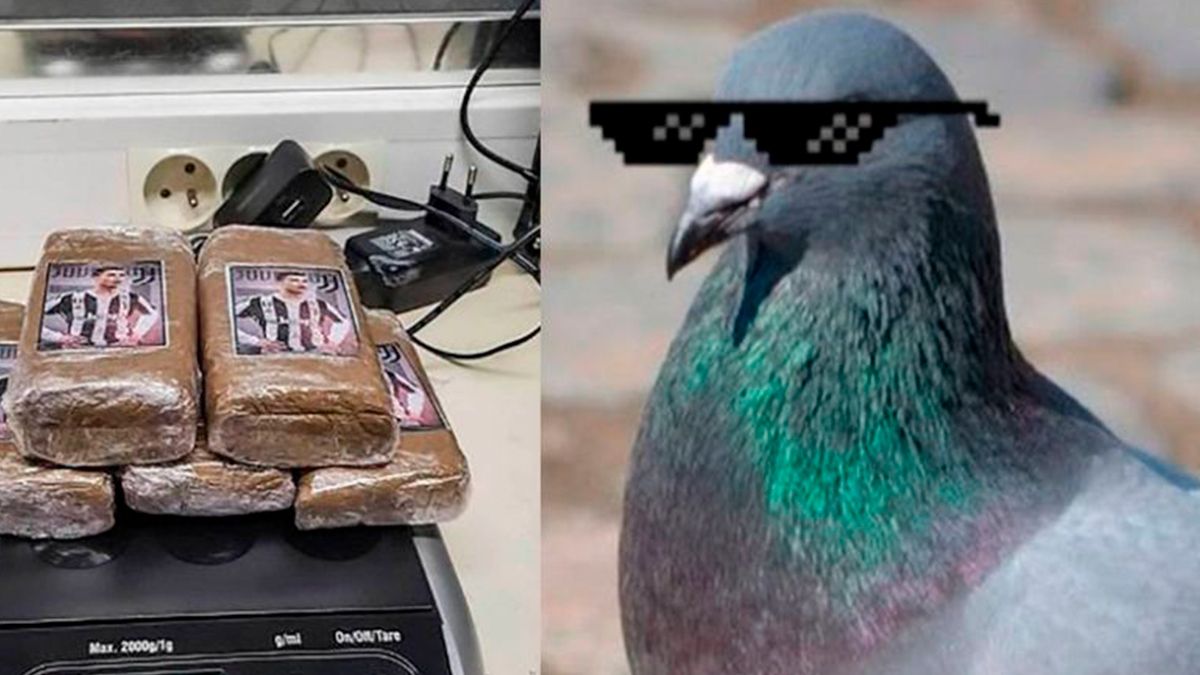 Detienen a paloma que transportaba droga a un penal en Perú - 24 Morelos